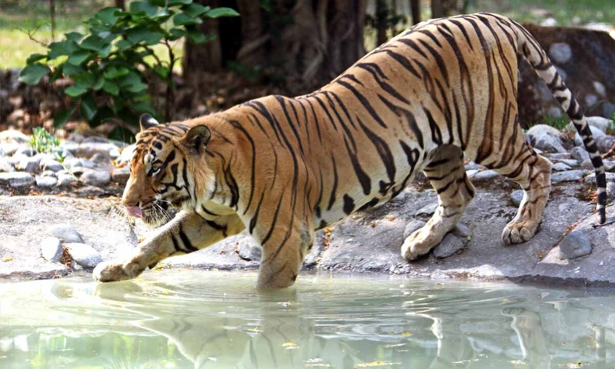 Tiger kills bull in Mentada mandal