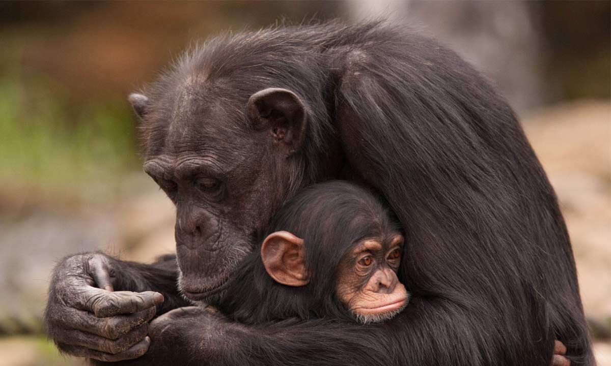 Happy Mother’s Day 2023: Exceptional cases Maternal instincts of animals