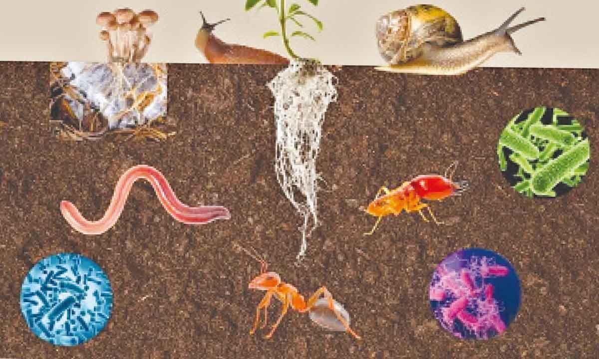 Soil is the foundation of our planet's ecosystems