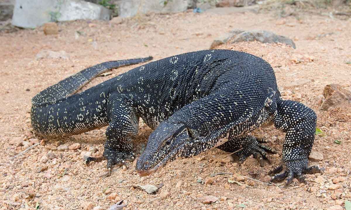 Monitor Lizard denied a free truck ride