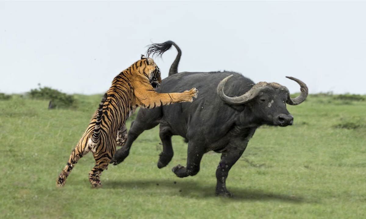 Telangana: Tiger hunts down two buffaloes in Asifabad