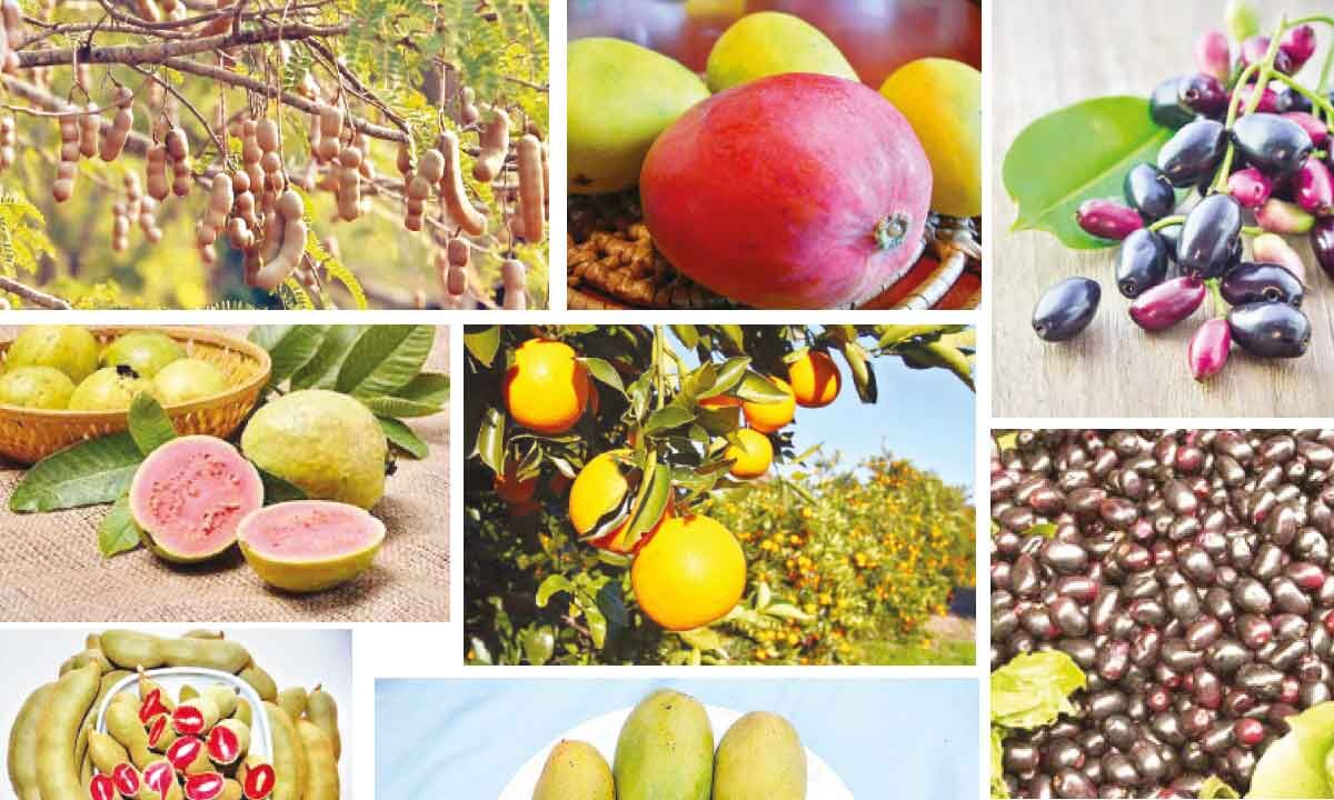 Horticulture emerges as eco growth driver in Telangana