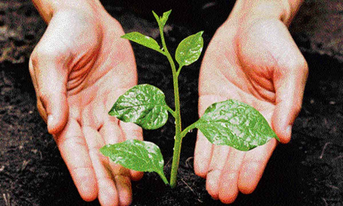 World Environment day celebrations today; Sapling distribution to be ...