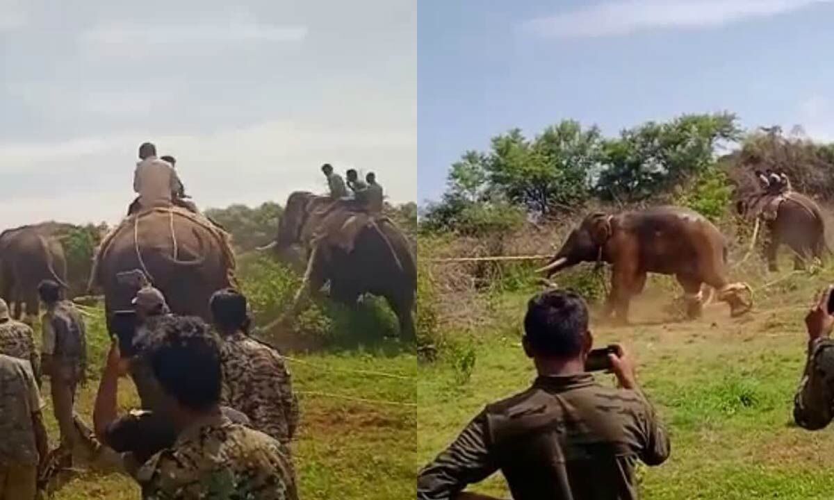 Karnataka: Wild elephant captured successfully