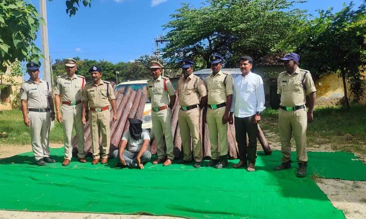 Chittoor: One held; red sanders logs worth over Rs 60L seized