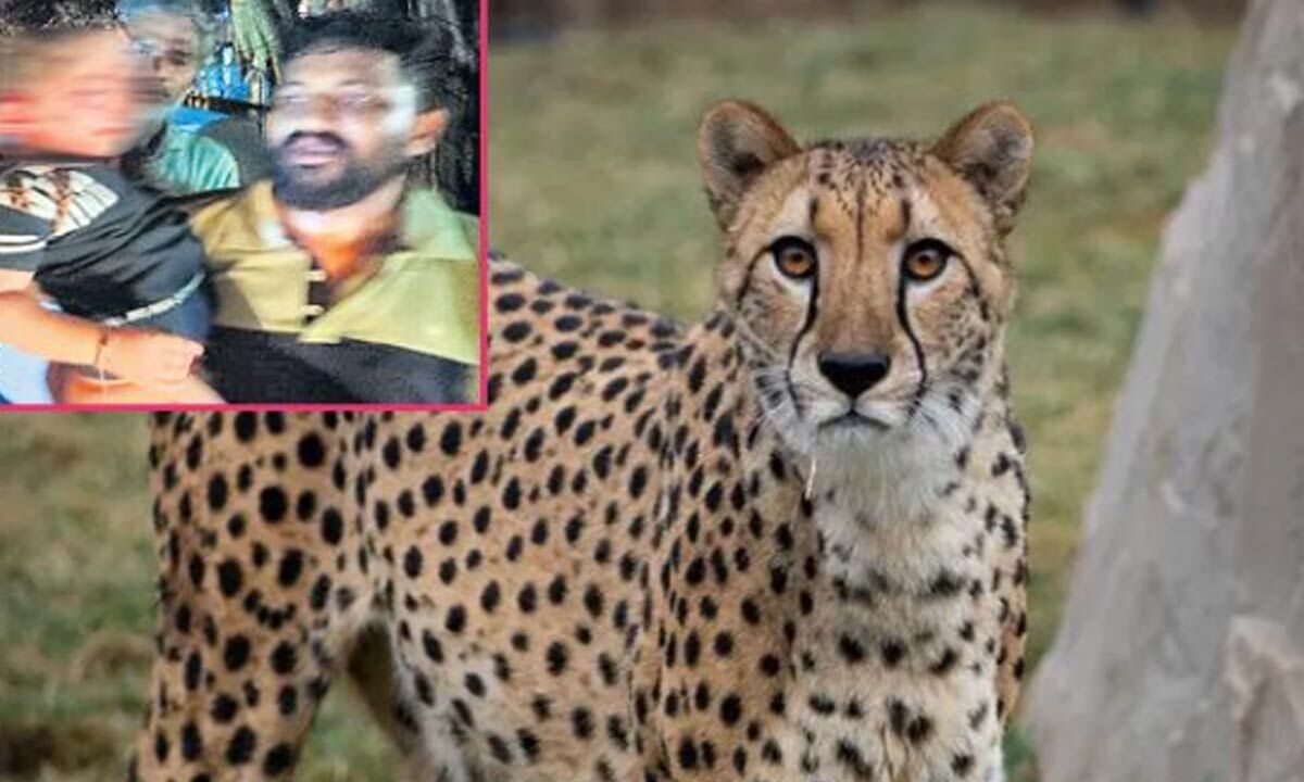 Three-year-old boy injured in Cheetah attack in Tirumala