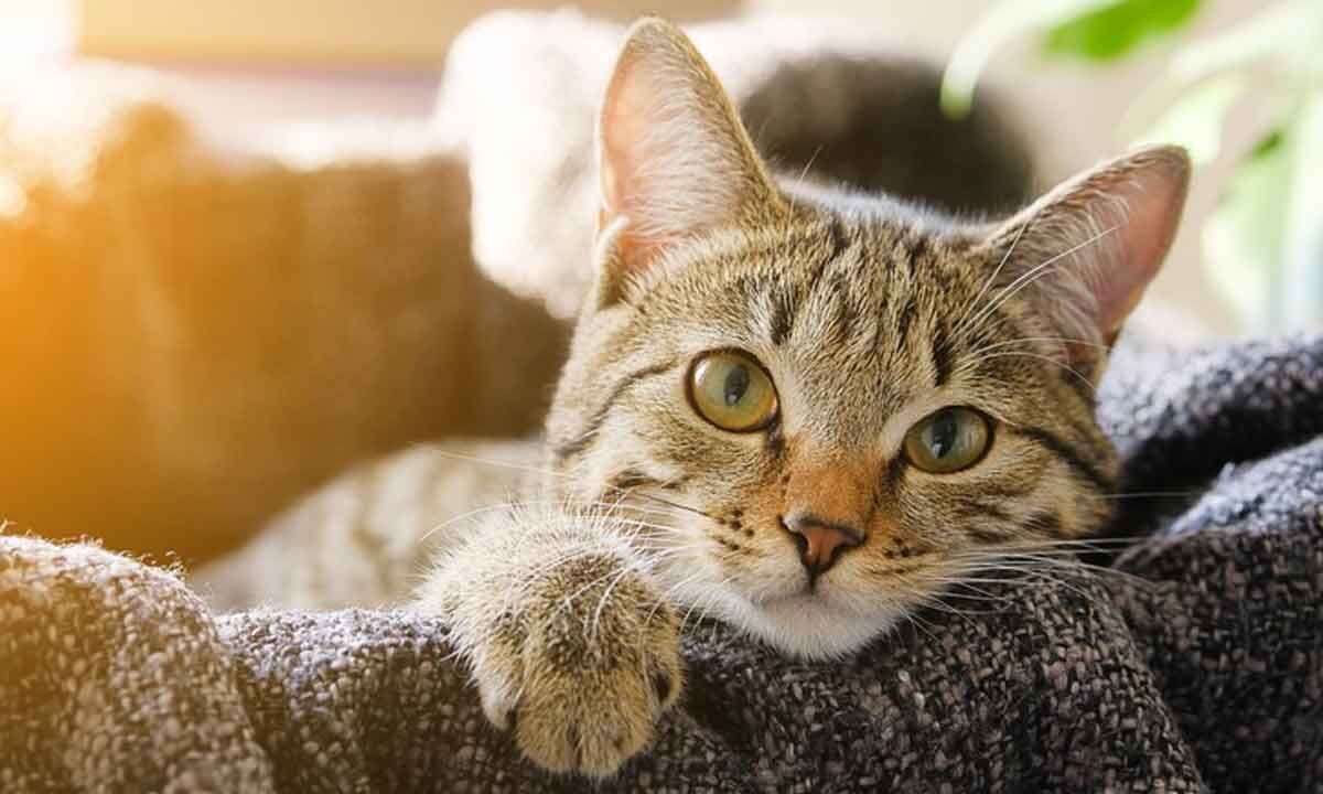 International Cat Day