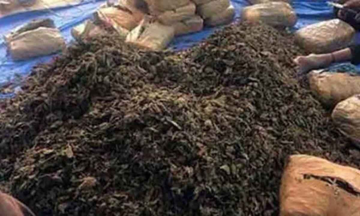 TSNAB nabs three persons involved in smuggling ganja