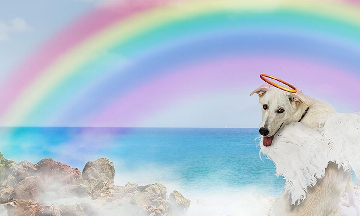 Rainbow Bridge Remembrance Day