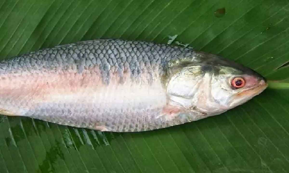 Andhra Pradesh: 2 kg rare Pulasa fish fetches whopping Rs. 26,000 in Yanam