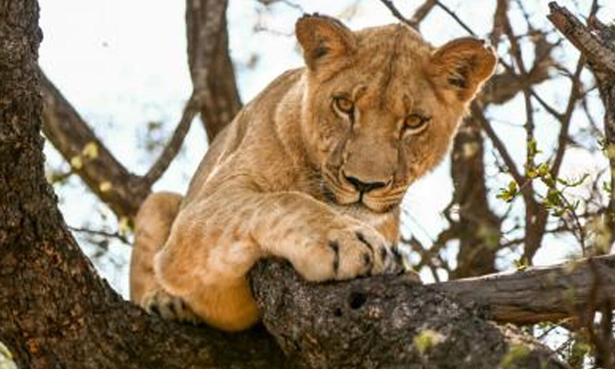 Lioness kills 5-year-old girl in Gujarat village