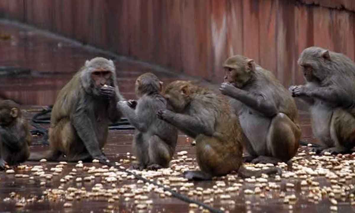 Telangana Govt gears up to curb monkey menace