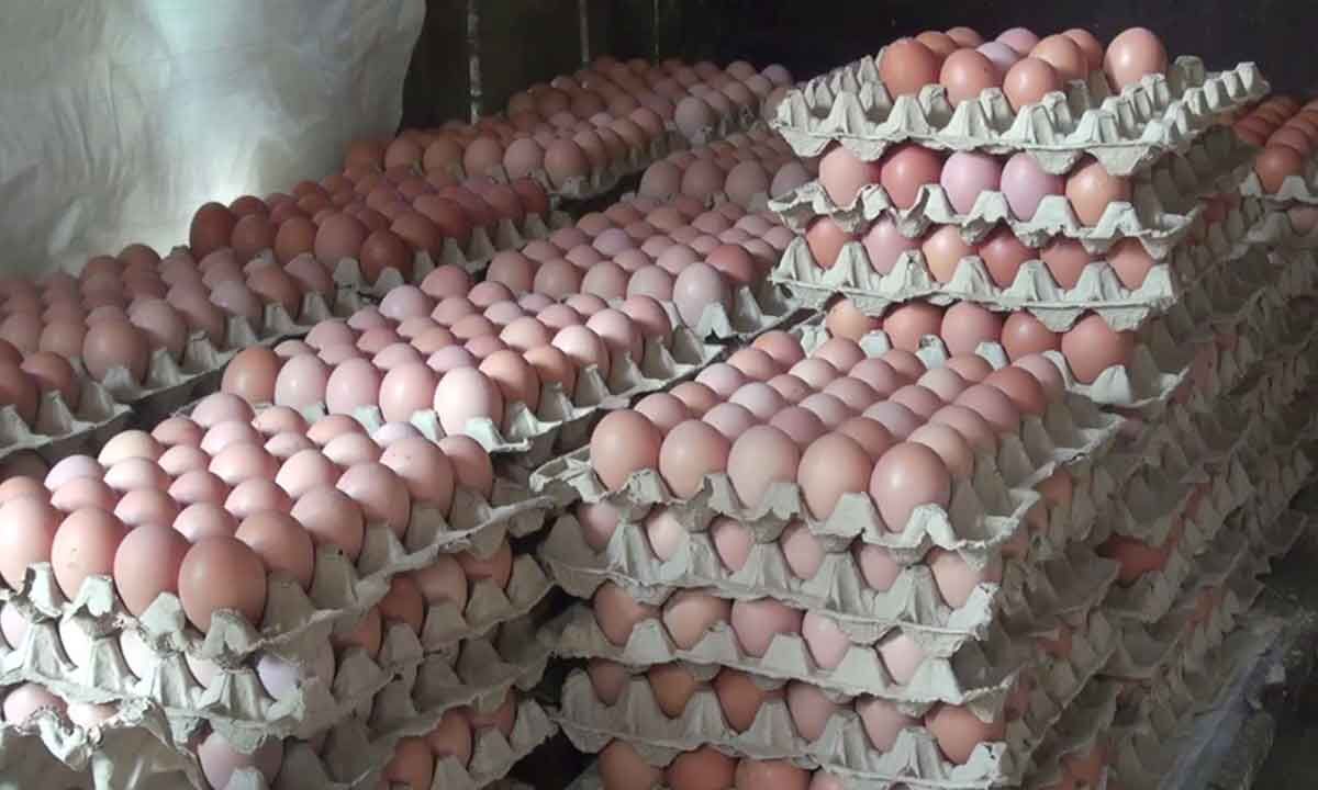 TN poultry farmers to export eggs to Sri Lanka under Bay of Bengal ...
