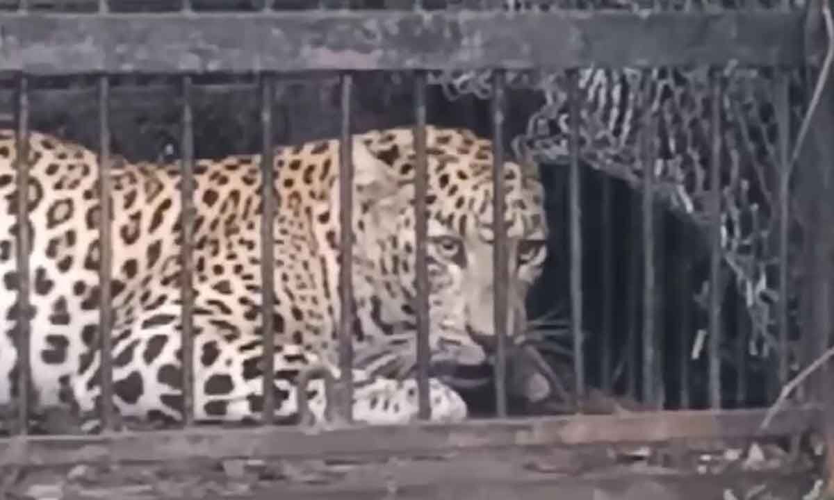 Sixth leopard captured on Alipiri footpath area