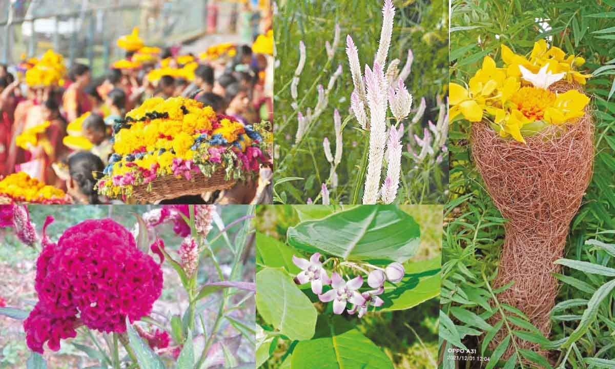 Where have all Bathukamma flowers gone?