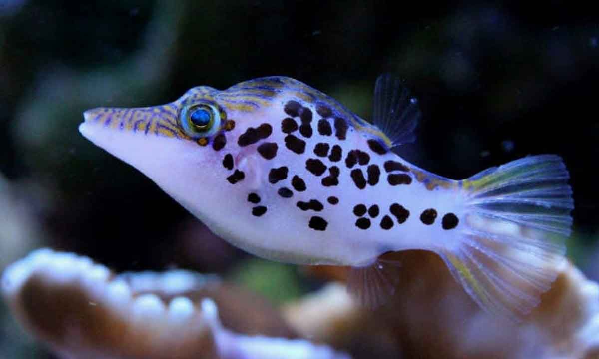 Rare Leopard Toby Puffer Discovery Off Australian Coast Stuns Marine ...