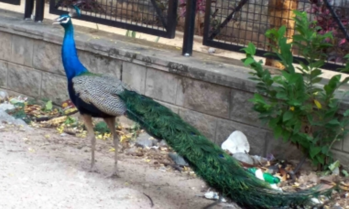 K’taka police arrest 3 for killing peacocks for meat