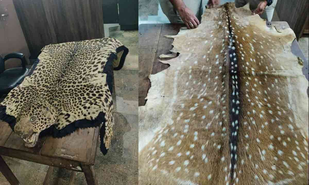 Forest officials recovered leopard, deer pelt
