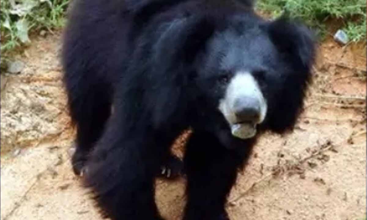 Bear attacks on people hit record high in Japan