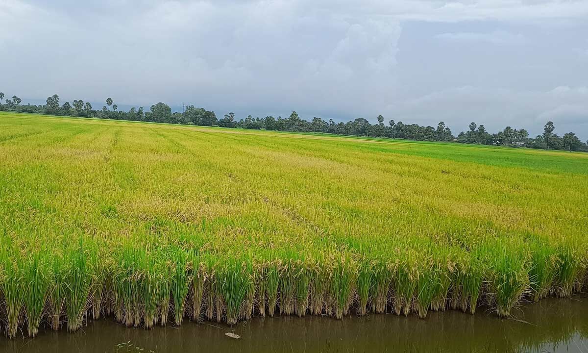 Paddy yield likely to fall by 20% in Krishna dist