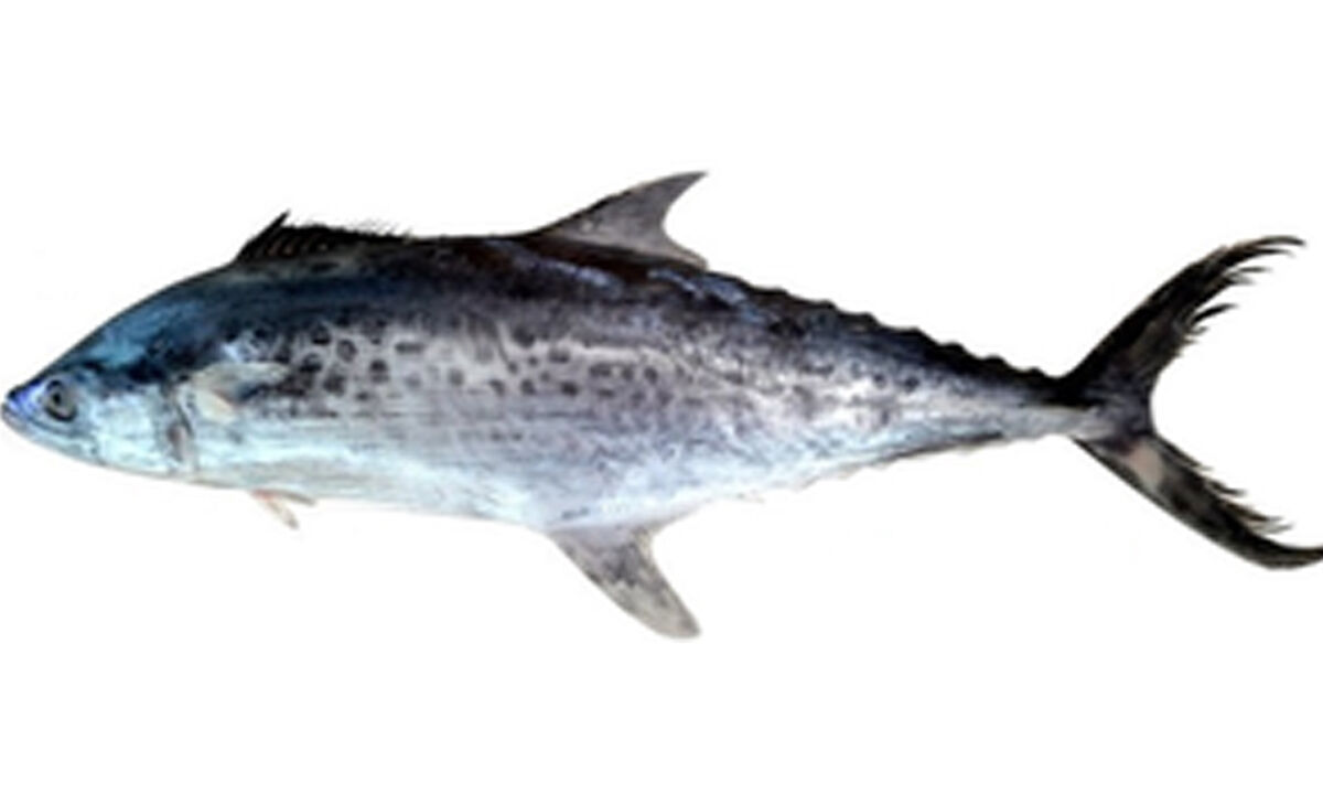 CMFRI identifies two more seer fish species in Indian waters