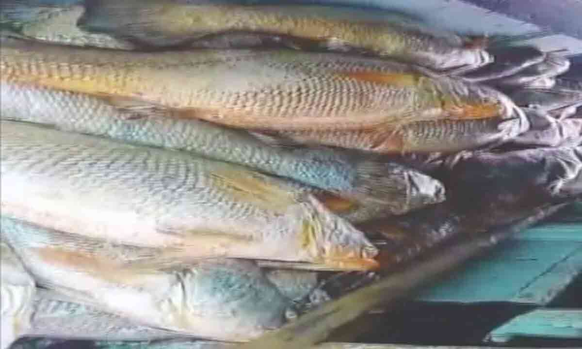 Ghol Fish Named State Fish Of Gujarat: A Culmination Of Economic And ...