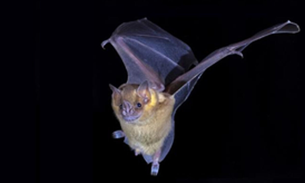 Climate change to spur bat expansion, rabies virus spillover in US: Study