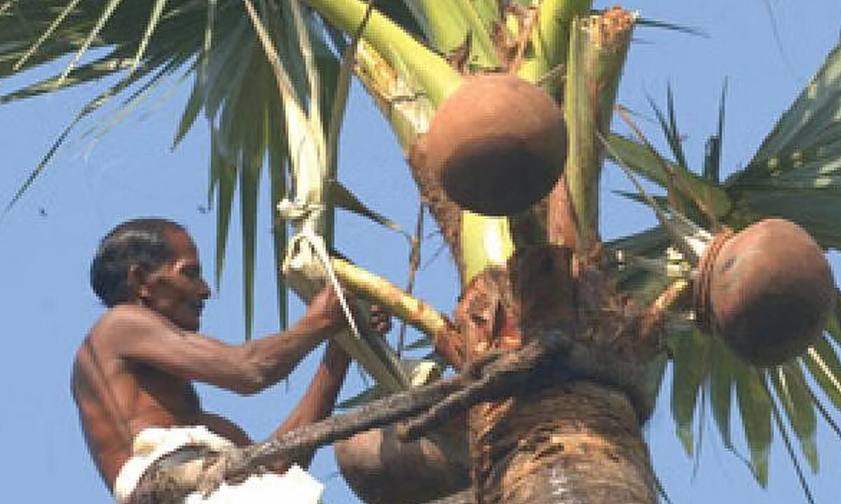 Excise Department Cracks Down on Chemical Toddy Production
