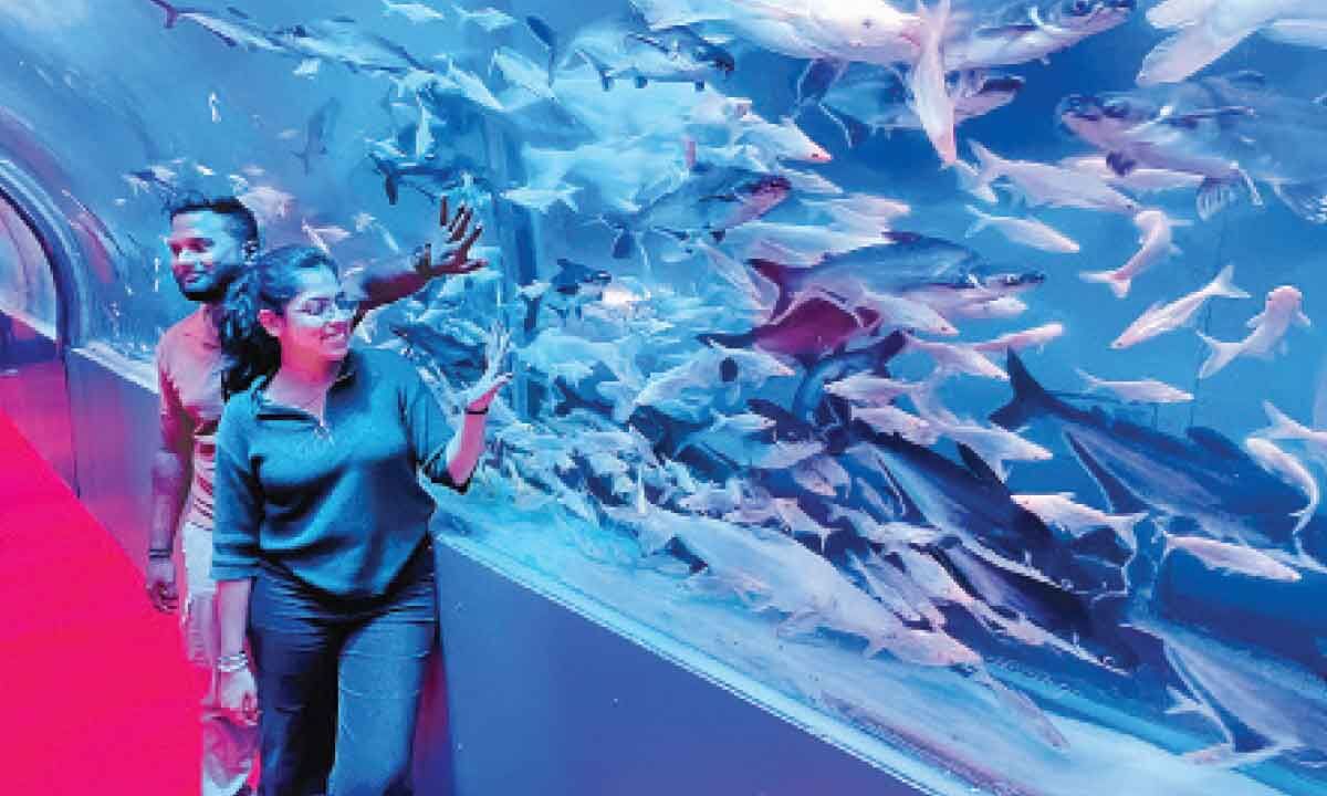 ‘180-degree Underwater Aqua Tunnel’ set up at Numaish garners attention