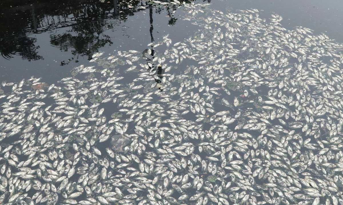 Dead fish found floating in Srisailam dam