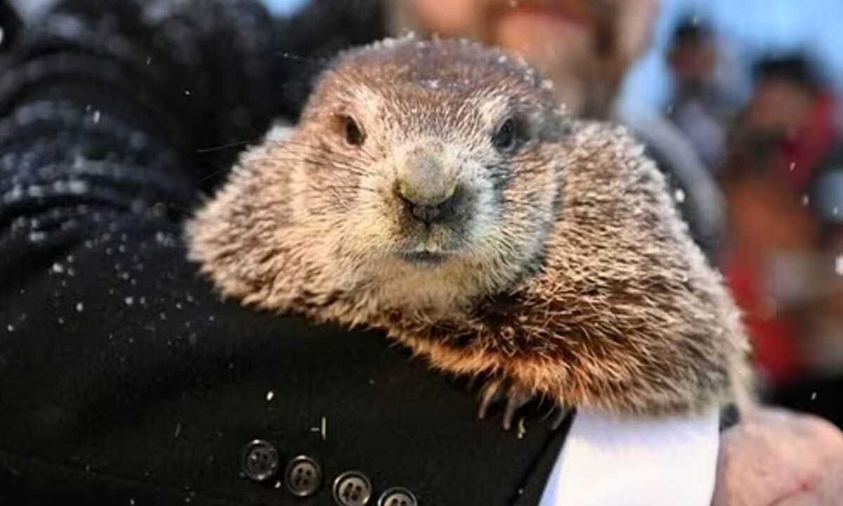 Groundhog Day 2024: Date, history, significance and all you need to ...