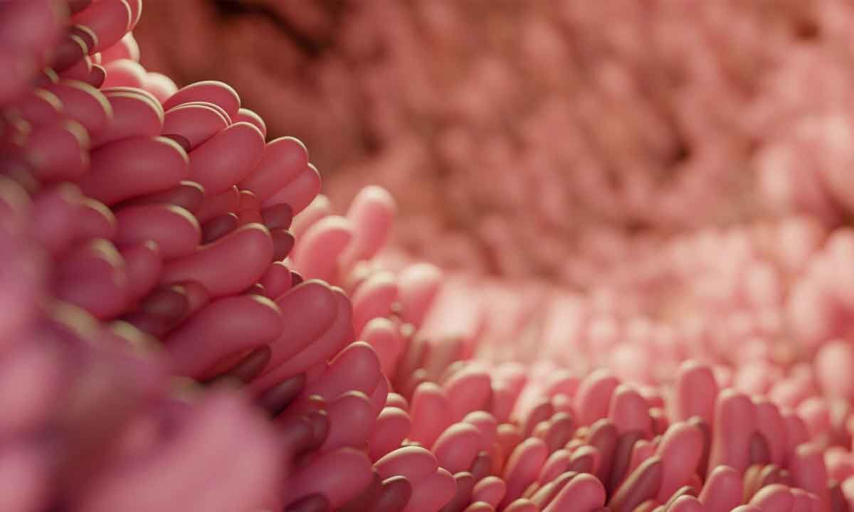 ‘Obelisks’: A new class of life-form in Human digestive system