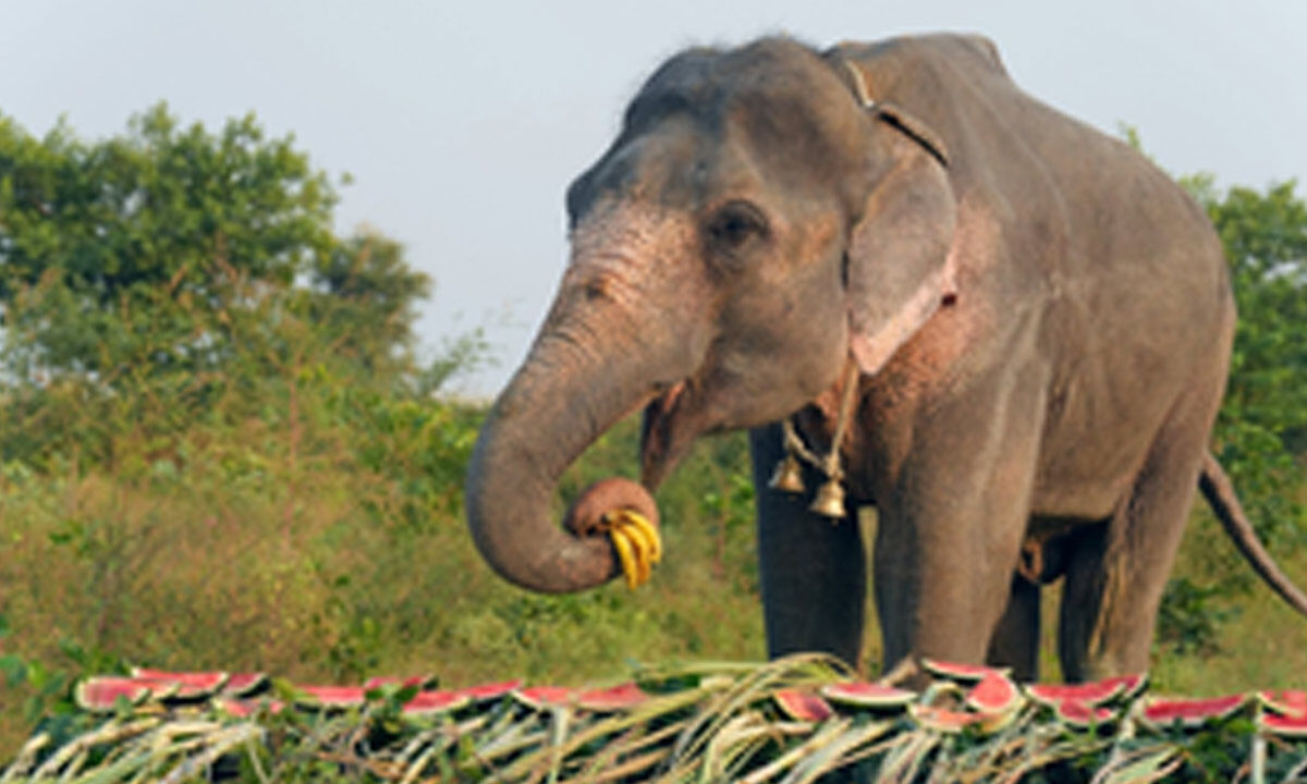 Two mahouts suspended for thrashing elephants at Kerala's Guruvayoor temple