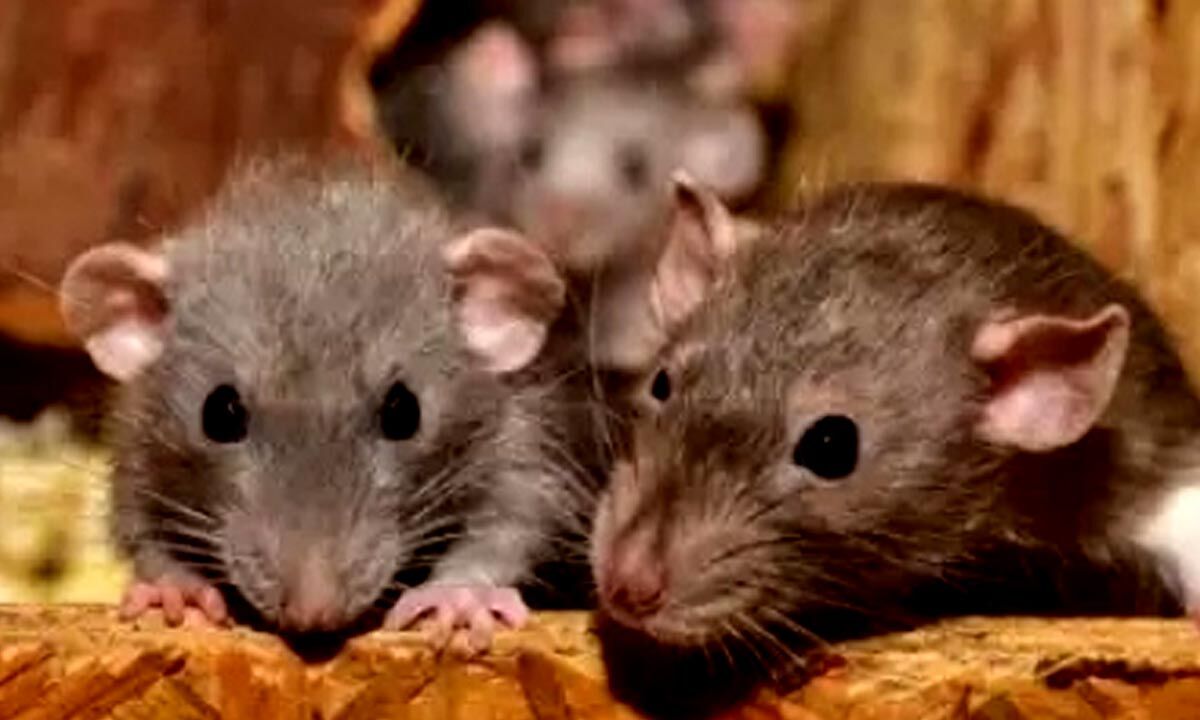 Rats bite patient at government hospital in Telangana