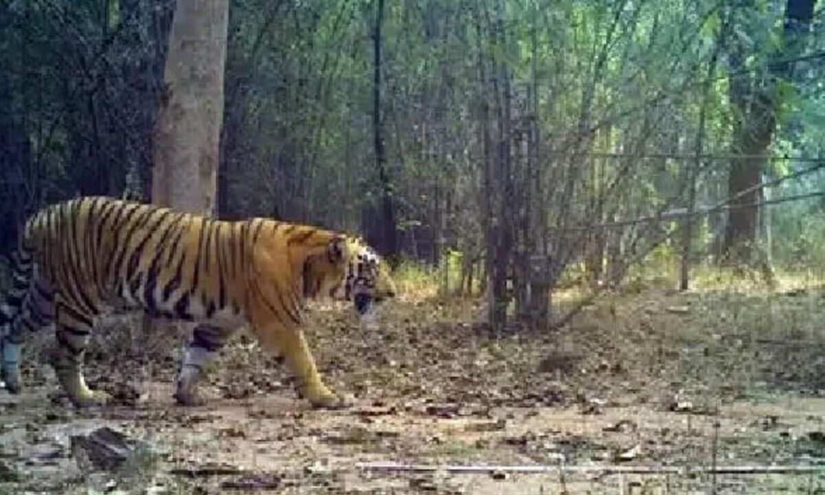 No chance of Tiger movements in Narketpally: Forest officials