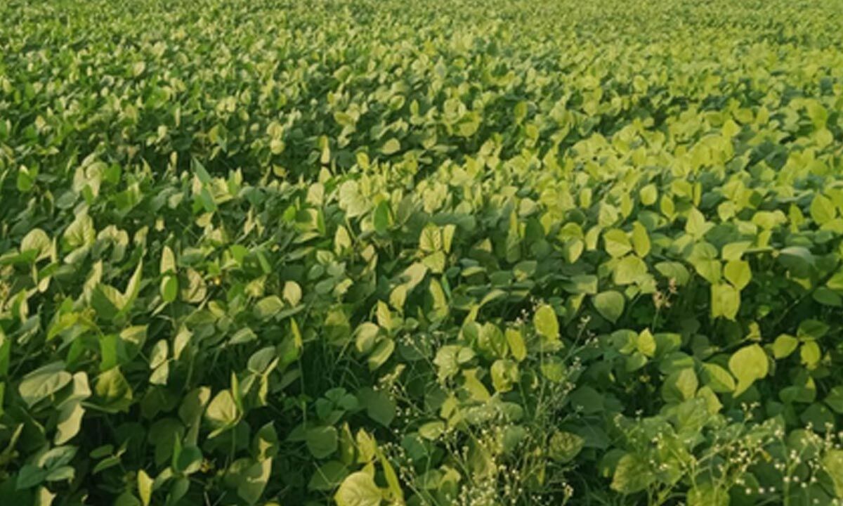 MSP for all crops: Impact will be multi-pronged, says CRISIL Market ...