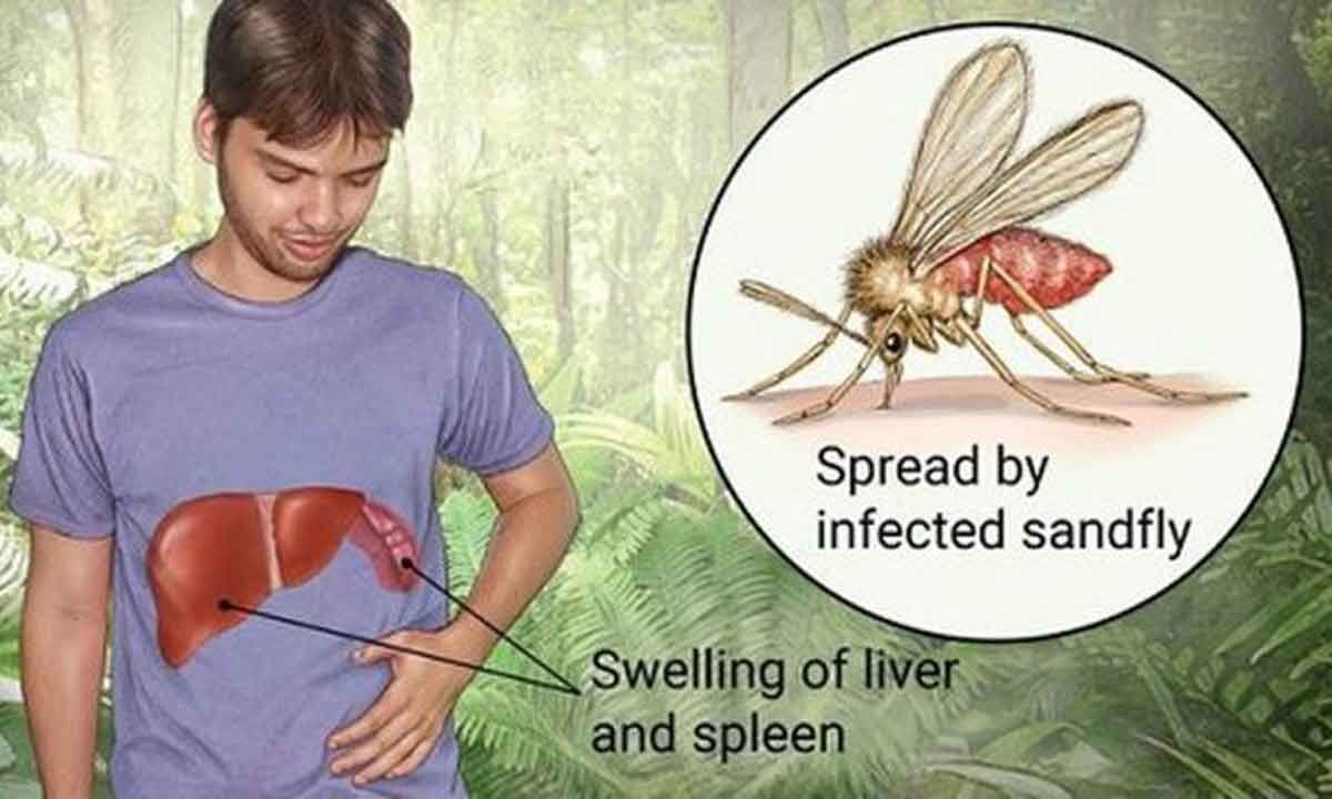 India on course to kala azar elimination