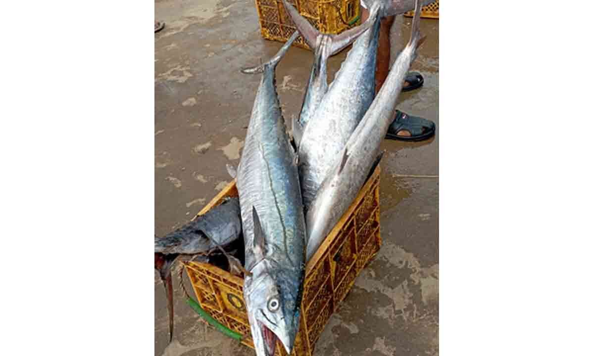 'Fisheries crucial for food security and livelihood'
