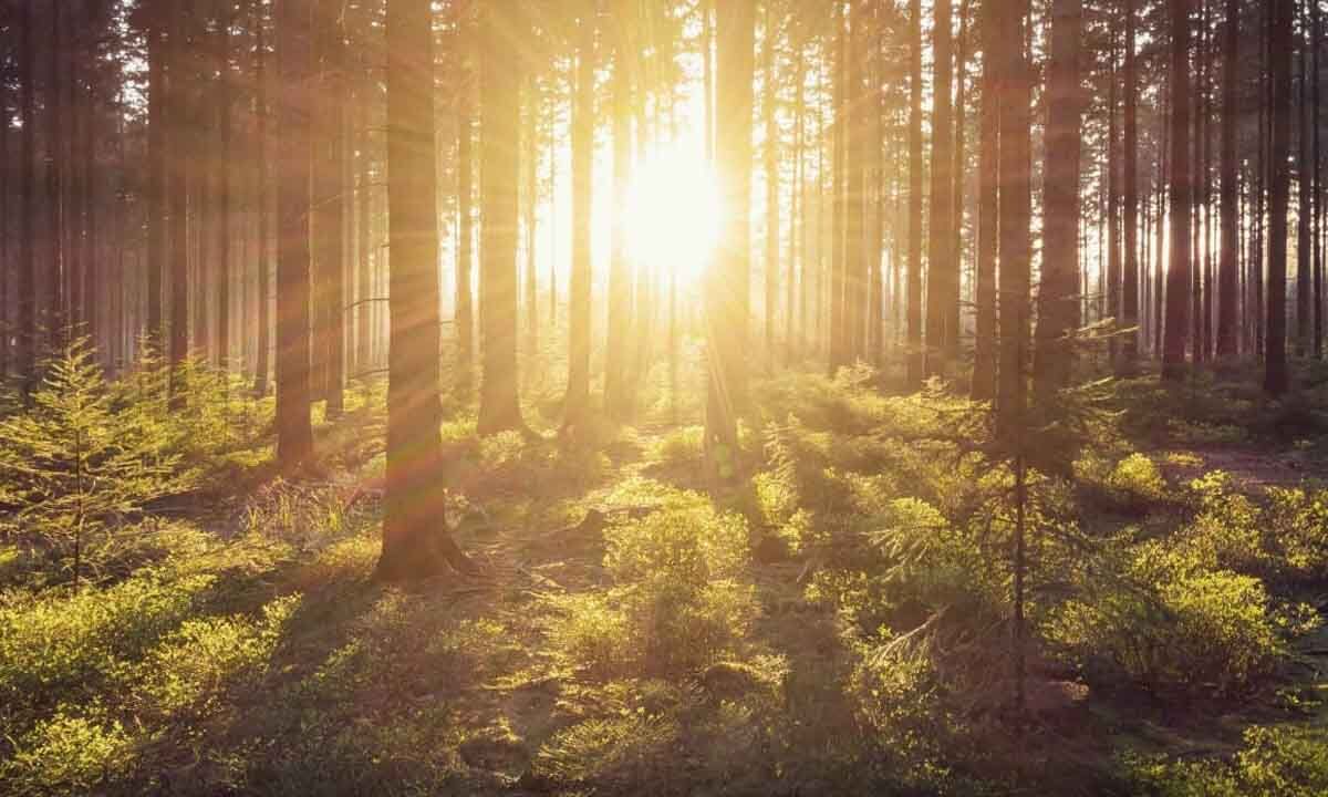 World Forestry Day 2024: Date, history, significance and all that we ...