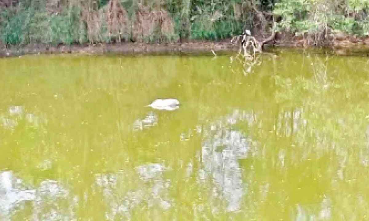 Woman and granddaughter murdered, bodies thrown in river