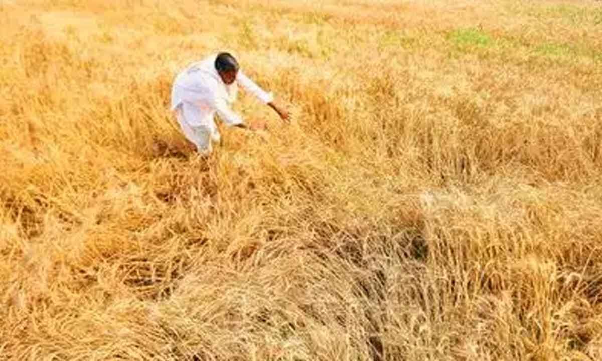 BRS seeks govt balm for farmers hit by crop loss