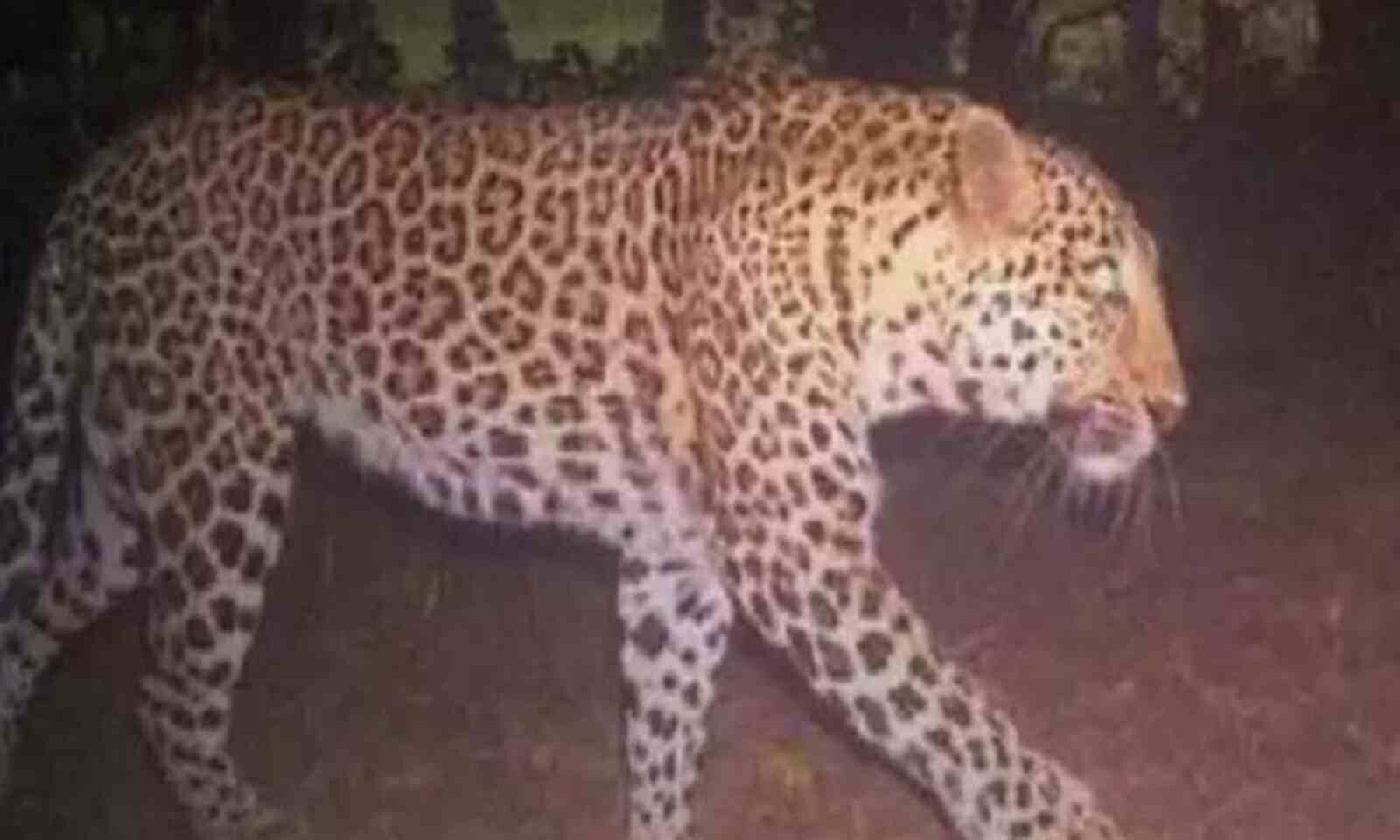 Leopard moving around Shamshabad airport in Hyderabad captured