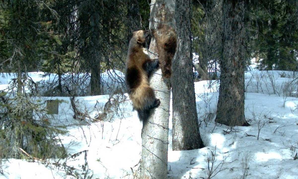 Exploring the Remarkable Resilience of Animals in Fighting Illness