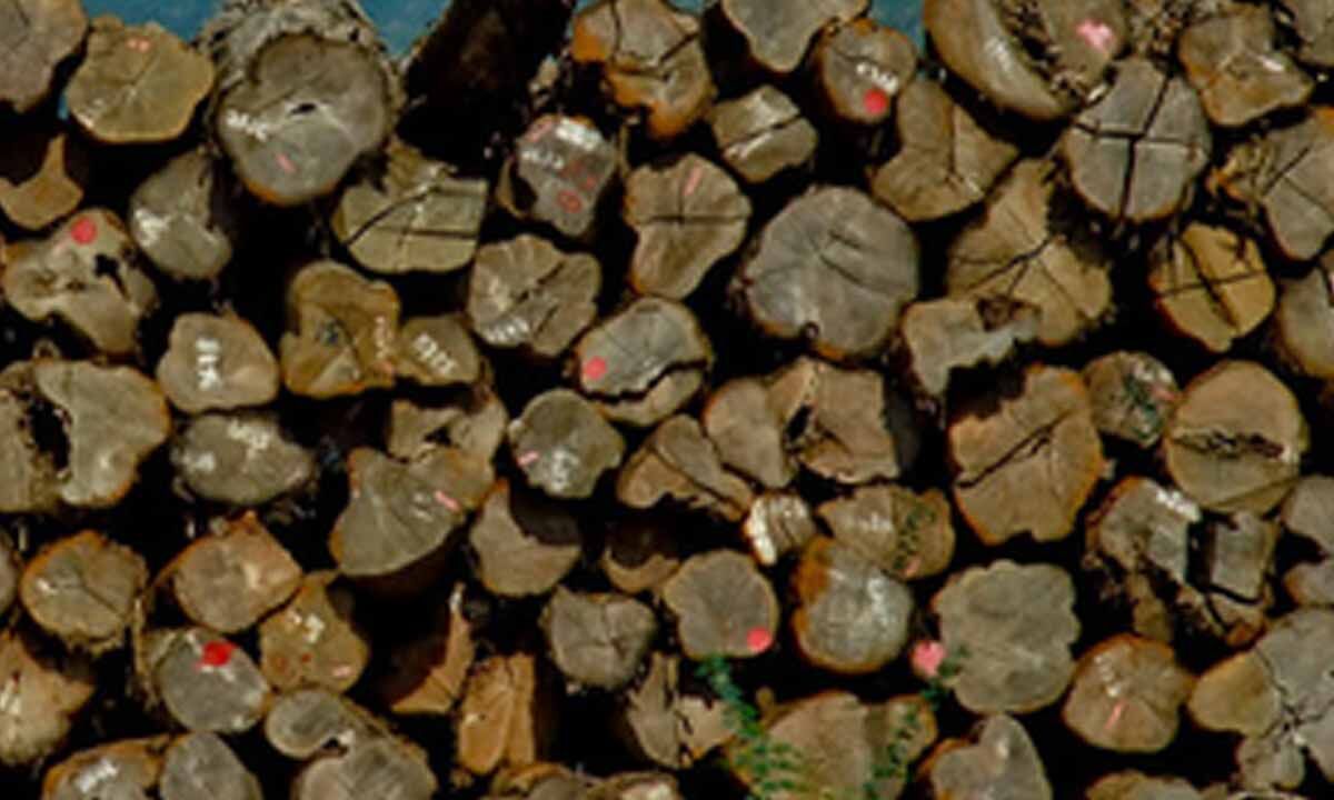 Myanmar seizes over 1,600 tons of illegal teak timber in April-May