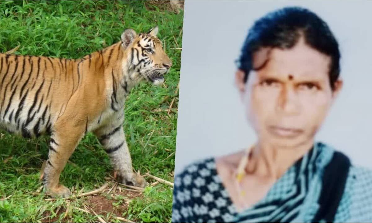 Goatherd woman killed in tiger attack