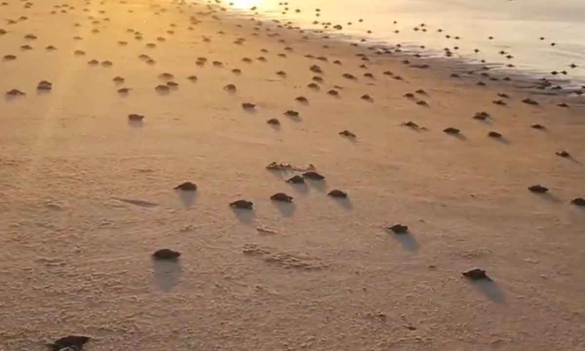 Baby Olive Ridley turtles break shells,head to sea