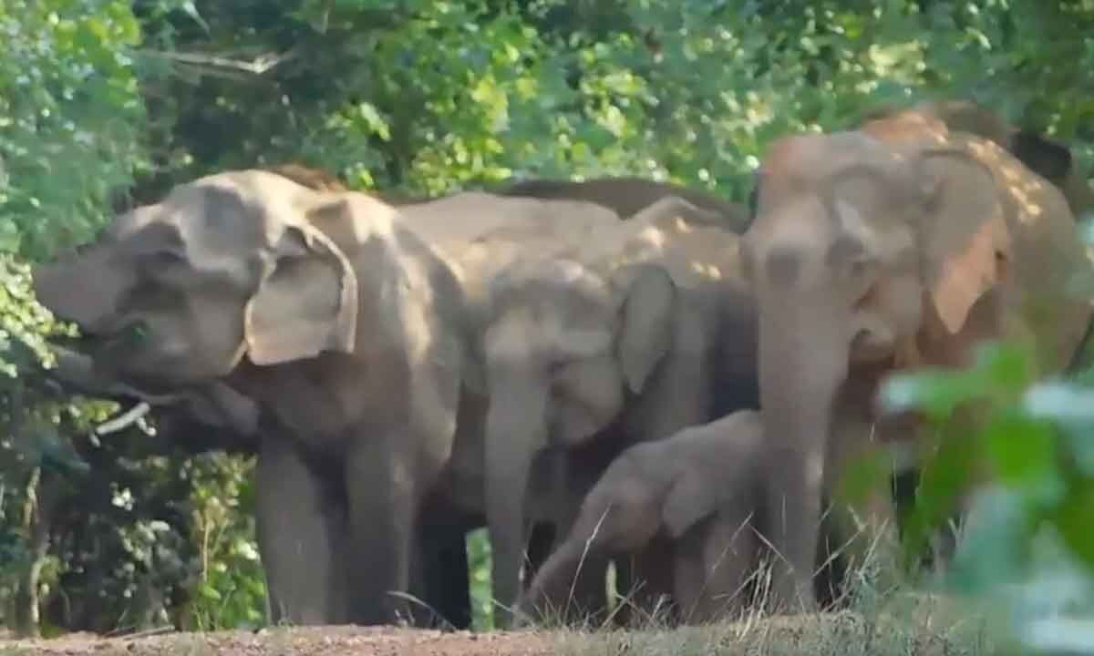 Population of elephants rises in Odisha