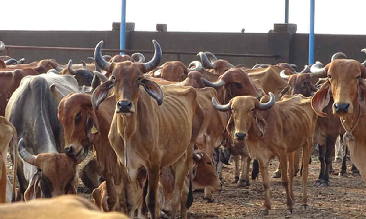 Yogi govt to construct, develop 44 cow conservation centres in 15 districts