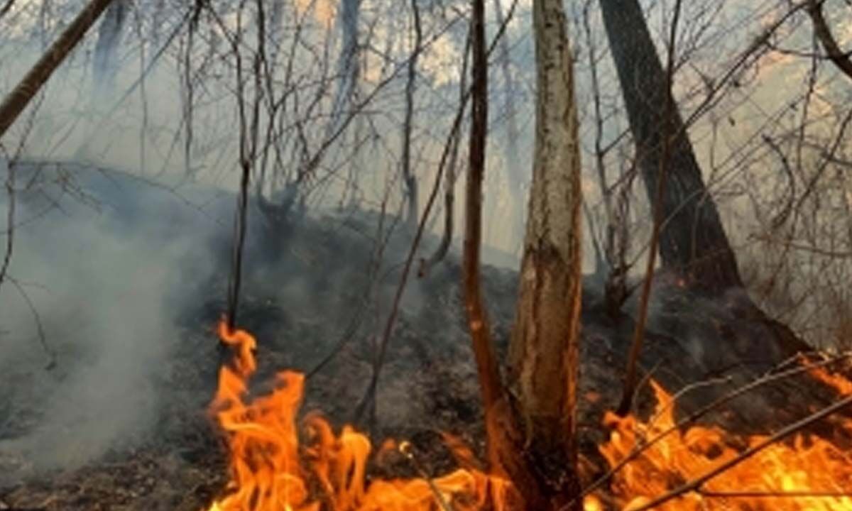 Wildfires rage across California, engulf acres of forest