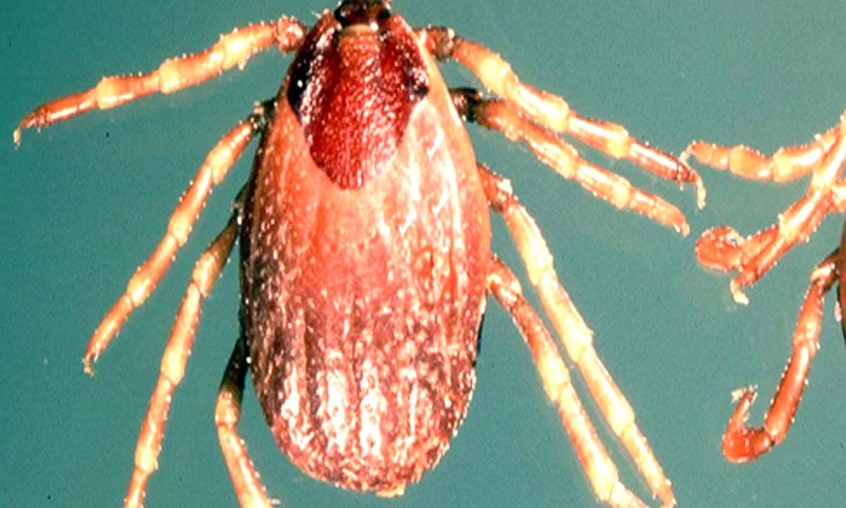 Docs call for more surveillance as Pak sees deadly tick-borne virus ...